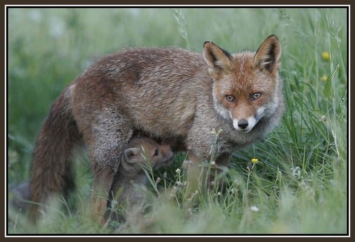 MAMAN RENARD ALLAITANT SON PETIT